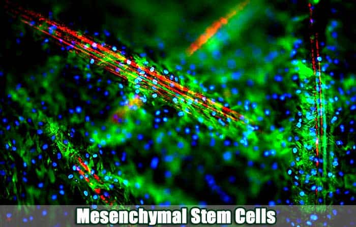 Mesenchymal Stem Cells | Properties, Process, Functions (Updated 2023)