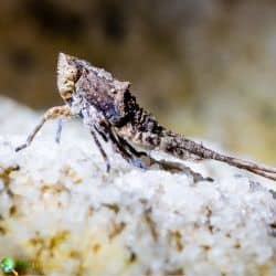 Insect Orders | 28 Different Types of Insects | BioExplorer