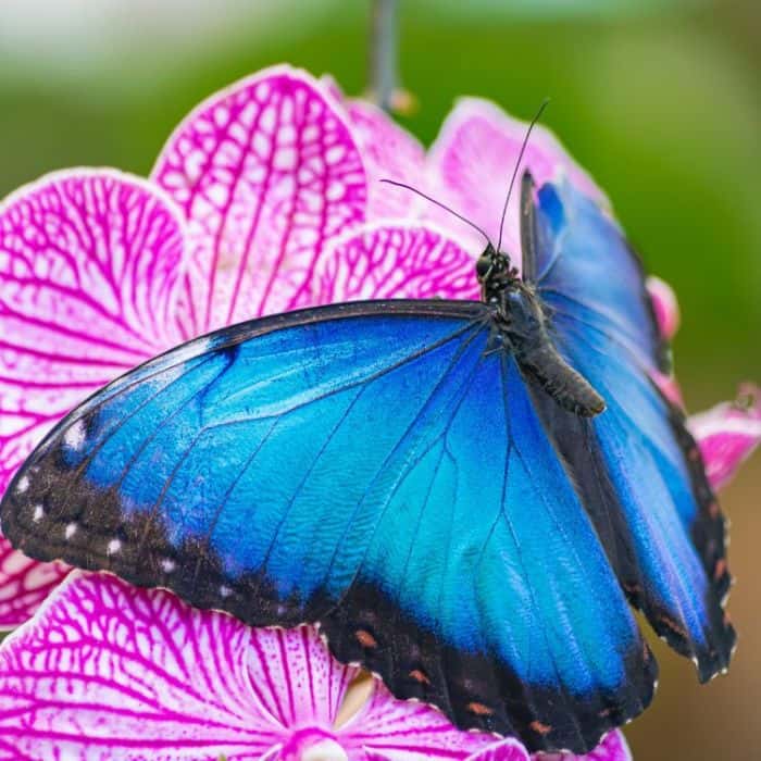 25 Colorful Butterflies | Most Colorful Butterfly Species In the World