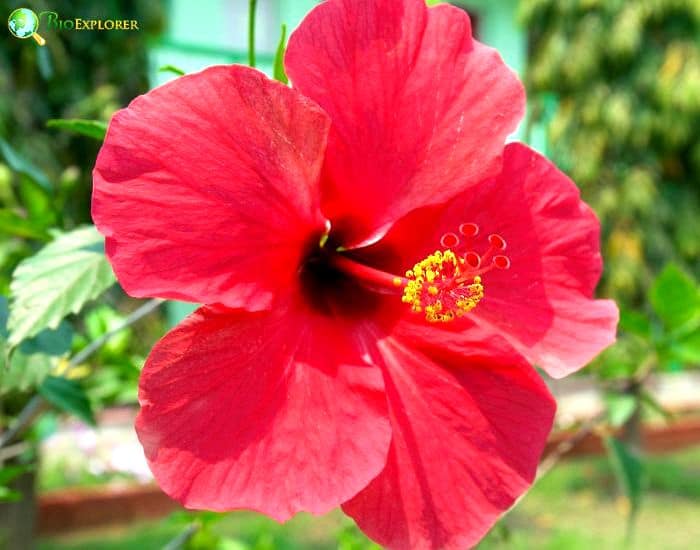 Hibiscus Varieties | Types of Hibiscus Flowers | BioExplorer