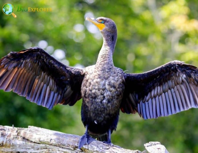 Double-Crested Cormorant | Nannopterum Auritum | Black Bird
