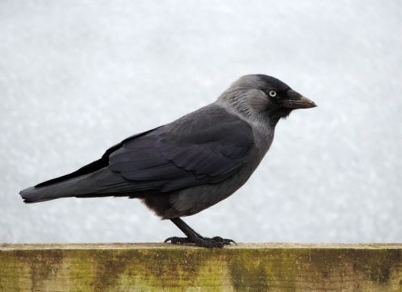 Eurasian Jackdaw | Corvus Monedula | Black Bird | Fun Facts | Diet
