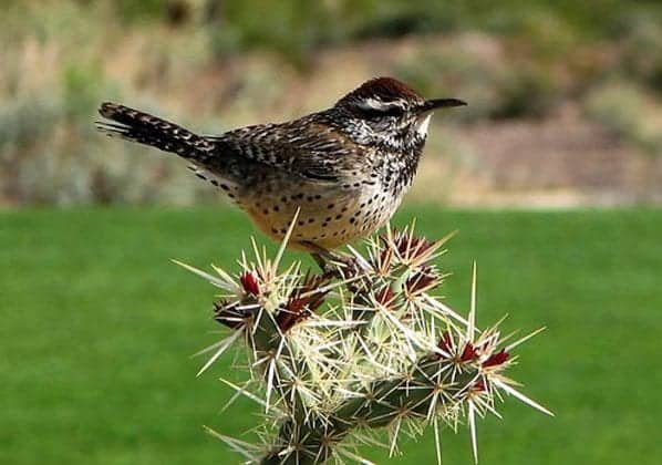Desert Birds & Adaptations | Types of Desert Birds | BioExplorer