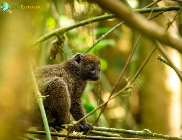 Eastern Lesser Bamboo Lemur | Hapalemur Griseus | Pictures | Facts