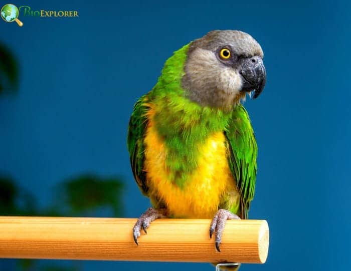 Senegal Parrot | Poicephalus Senegalus | African Bird | Facts