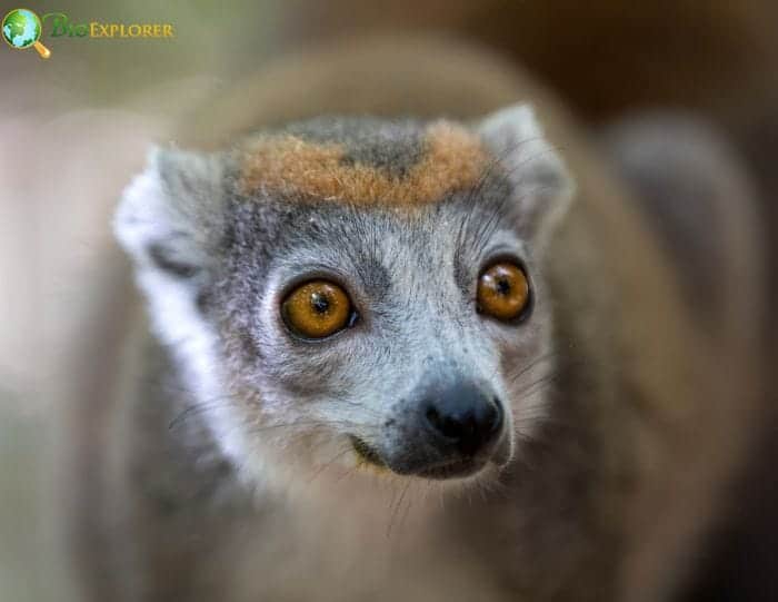 Crowned Lemur | Eulemur Coronatus | Lemur Species | Facts