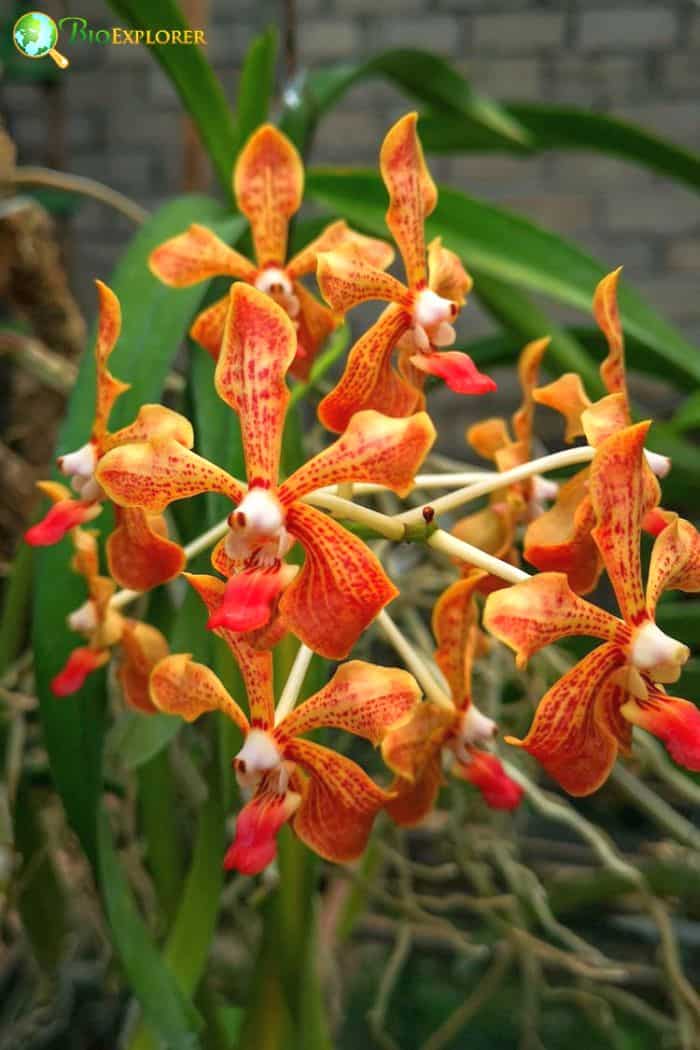 Colorful Orchids | Top 25 Must-See Vibrant Orchids | BioExplorer
