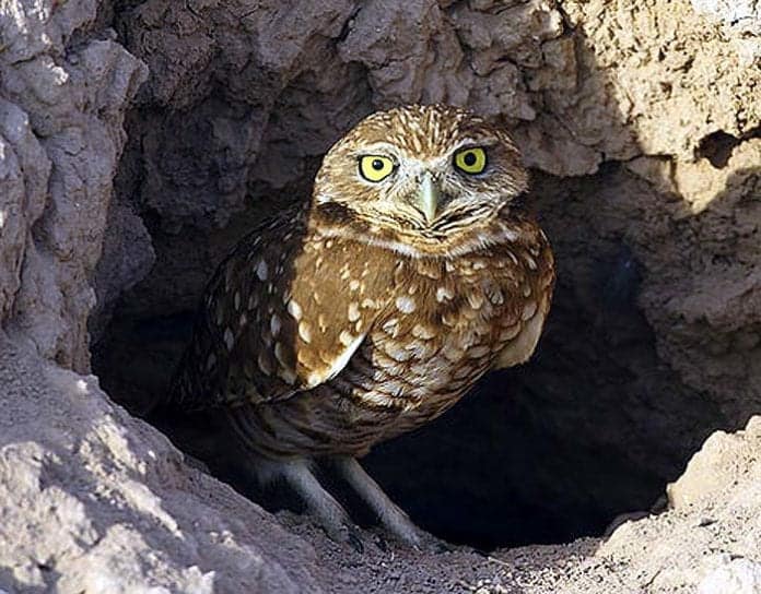 Desert Birds & Adaptations | Types of Desert Birds | BioExplorer