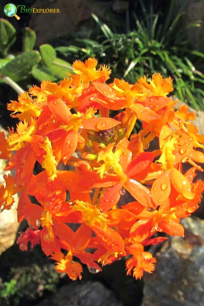 Colorful Orchids | Top 25 Must-See Vibrant Orchids | BioExplorer