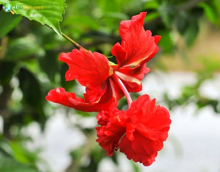 Hibiscus Varieties | Types of Hibiscus Flowers | BioExplorer