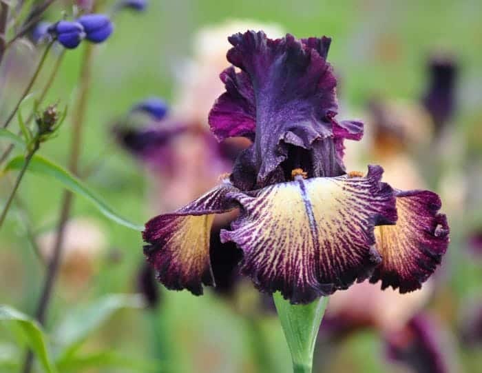 21 Black Flowers For Your Garden | Black Blooms | BioExplorer
