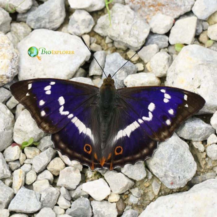 25 Colorful Butterflies | Most Colorful Butterfly Species In the World