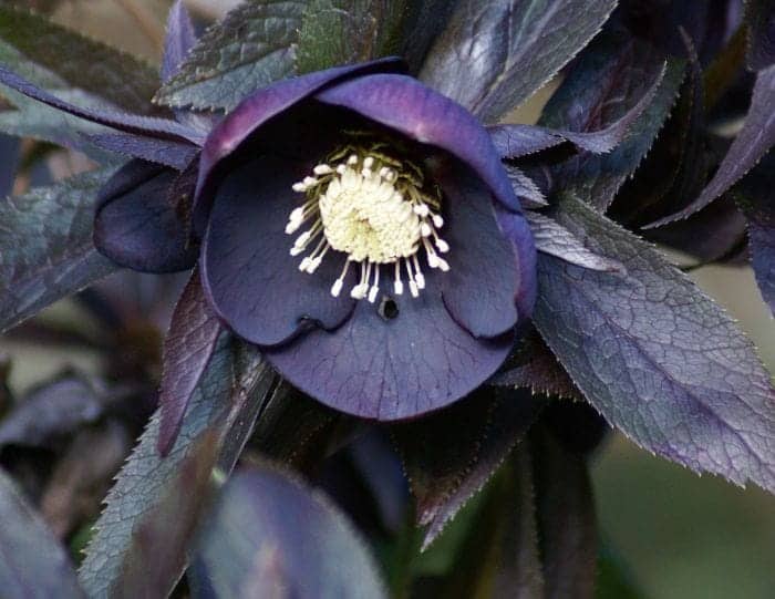 21 Black Flowers For Your Garden | Black Blooms | BioExplorer