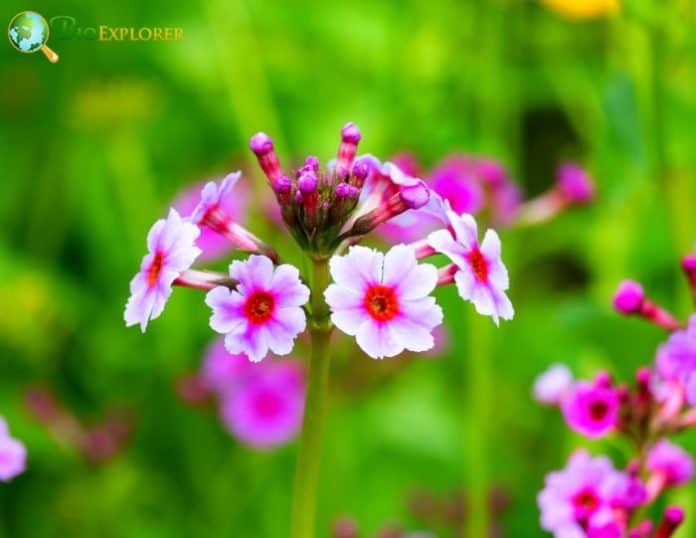 Azalea Flowers | 29 Types of Azaleas | Plant Care | Pictures