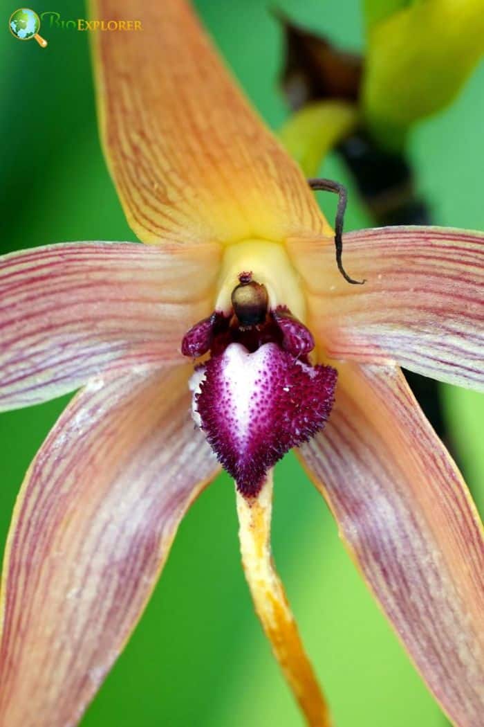 Colorful Orchids | Top 25 Must-See Vibrant Orchids | BioExplorer