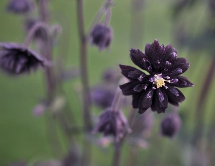 21 Black Flowers For Your Garden | Black Blooms | BioExplorer