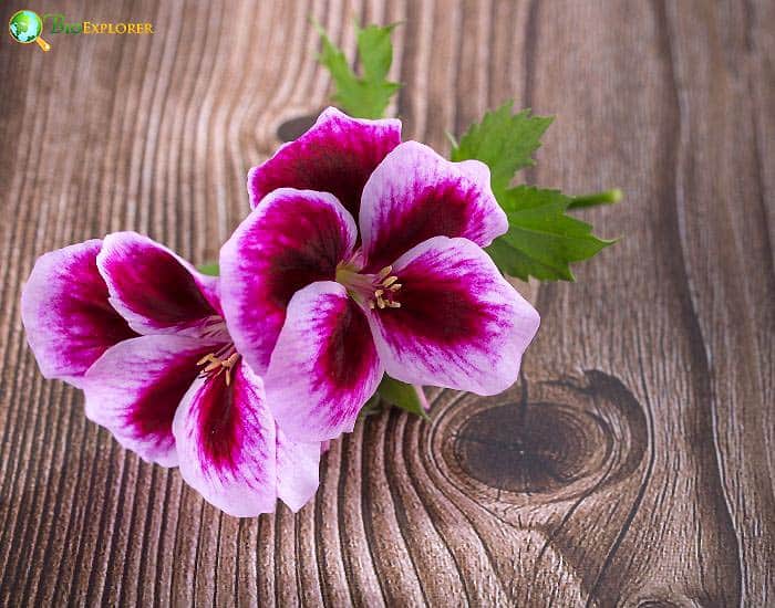 Top 25 Bicolor Flowers | Nature's Two-Toned Wonders!