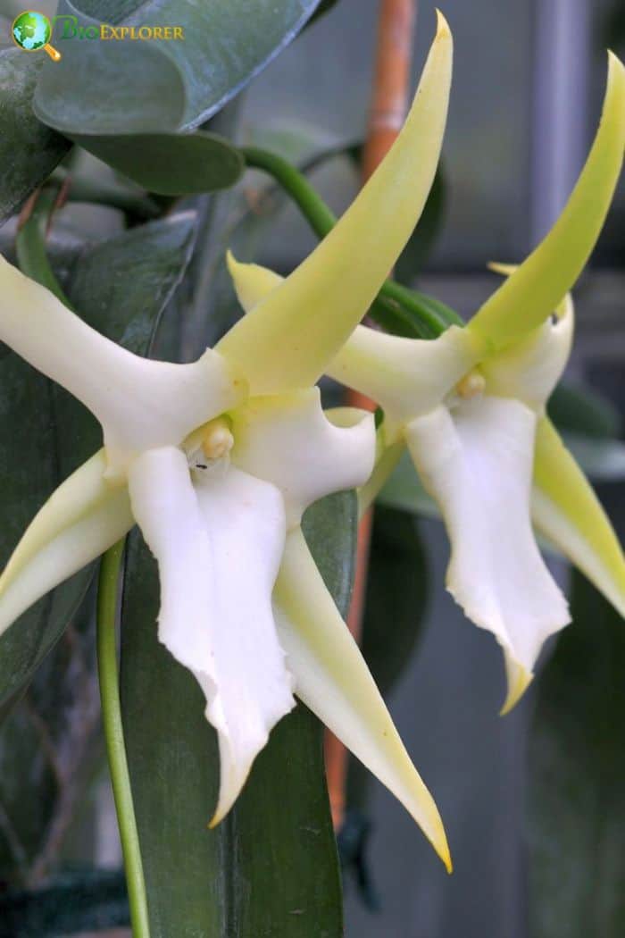 Colorful Orchids | Top 25 Must-See Vibrant Orchids | BioExplorer