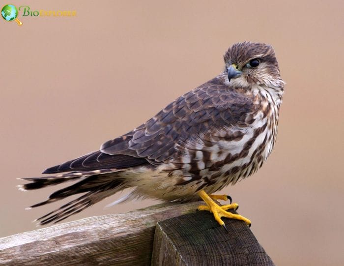 Washington Birds | Top 26 Must-See Birds of Washington State | BioExplorer
