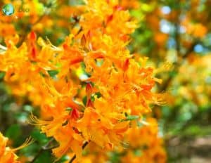 Azalea Flowers | 29 Types of Azaleas | Plant Care | Pictures