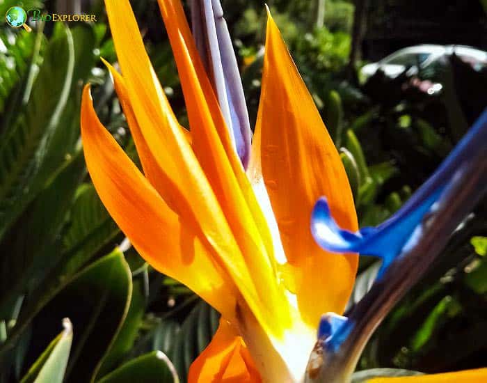 Top 25 Bicolor Flowers | Nature's Two-Toned Wonders!