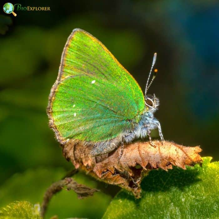 25 Colorful Butterflies | Most Colorful Butterfly Species In the World