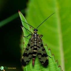 Insect Orders | 28 Different Types of Insects | BioExplorer