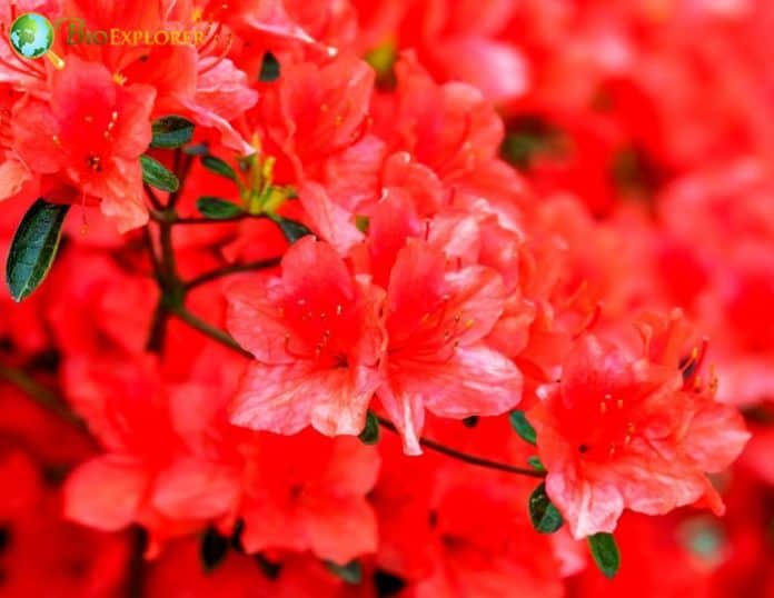 Azalea Flowers | 29 Types of Azaleas | Plant Care | Pictures