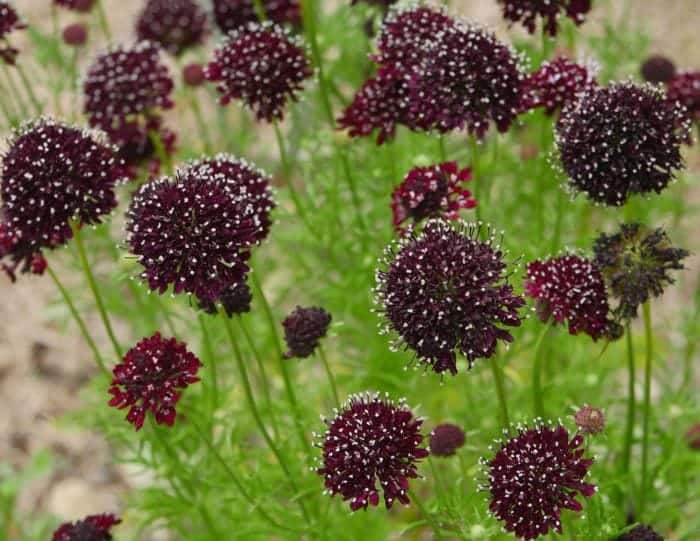 21 Black Flowers For Your Garden | Black Blooms | BioExplorer