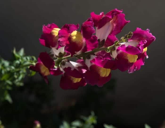 21 Black Flowers For Your Garden | Black Blooms | BioExplorer