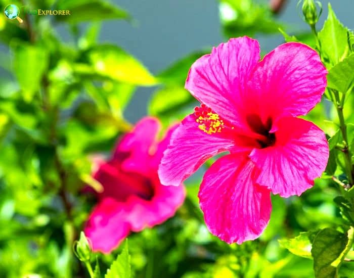 Hibiscus Varieties | Types of Hibiscus Flowers | BioExplorer