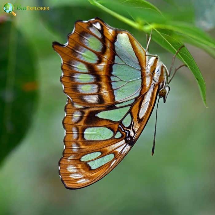 25 Colorful Butterflies | Most Colorful Butterfly Species In the World