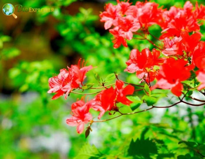 Azalea Flowers | 29 Types of Azaleas | Plant Care | Pictures