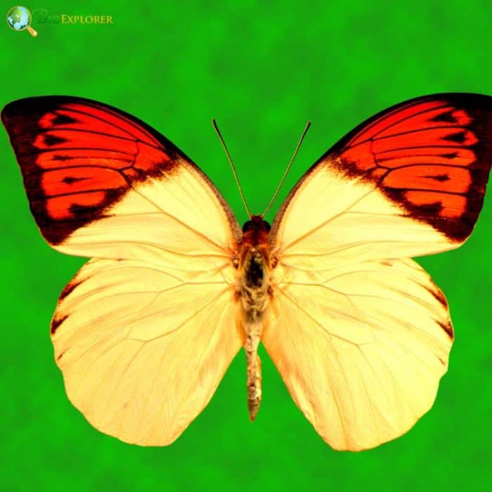 25 Colorful Butterflies | Most Colorful Butterfly Species In the World