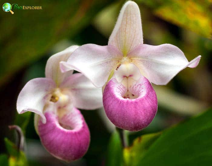 Top 25 Bicolor Flowers | Nature's Two-Toned Wonders!