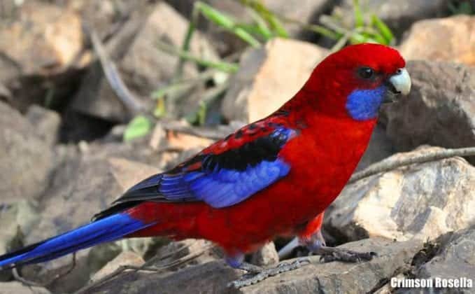 Colorful Birds | 35 Most Beautiful Birds | Pretty Birds of All Times