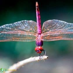 Insect Orders | 28 Different Types of Insects | BioExplorer