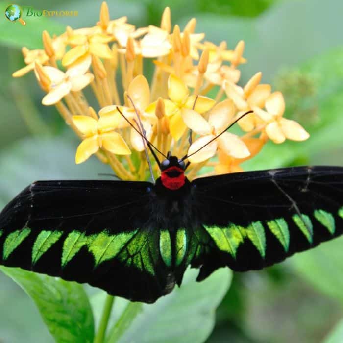 25 Colorful Butterflies | Most Colorful Butterfly Species In the World