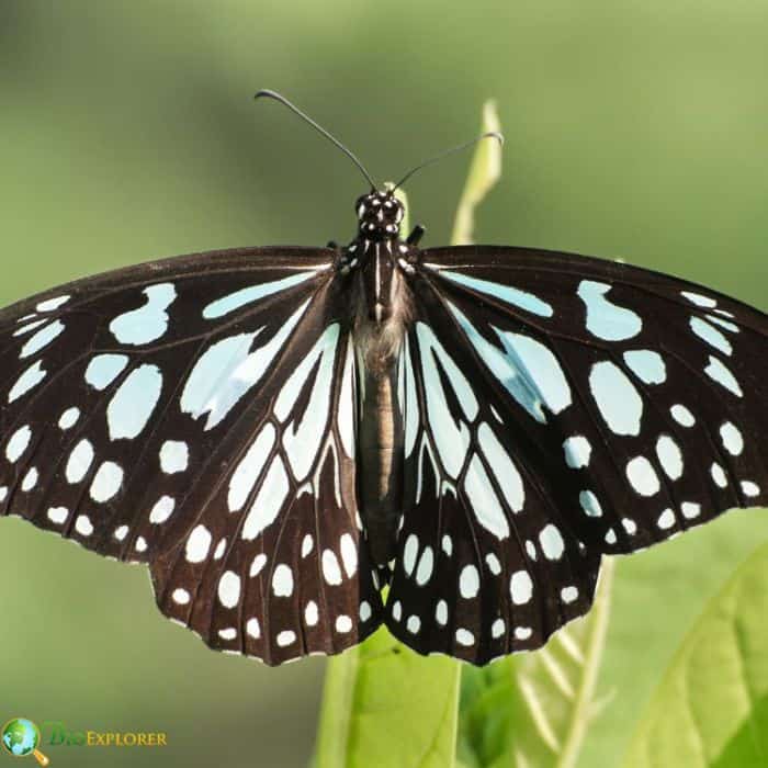 25 Colorful Butterflies | Most Colorful Butterfly Species In the World