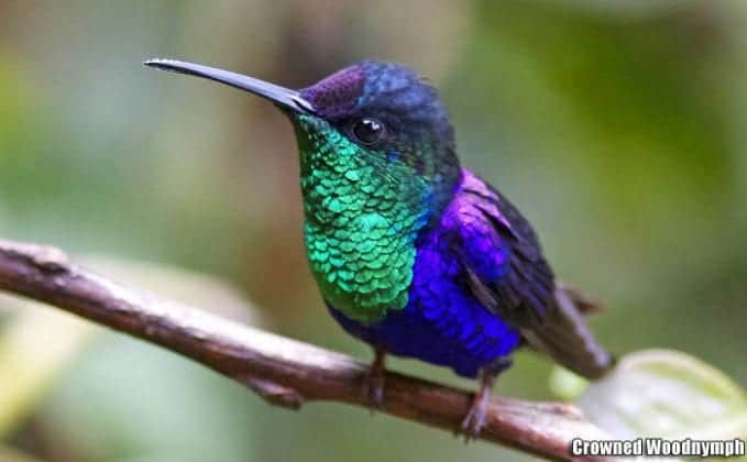 Colorful Birds | 35 Most Beautiful Birds | Pretty Birds of All Times