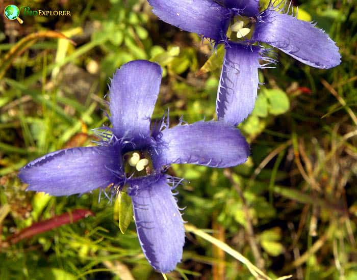 Top 25 Bicolor Flowers | Nature's Two-Toned Wonders!
