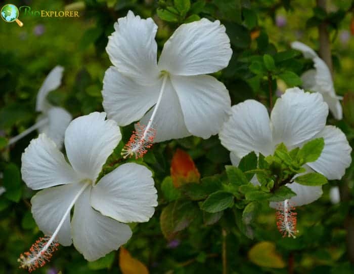 Hawaiian Flowers | Top 26 Aloha State Flowers | Yellow Hibiscus ...