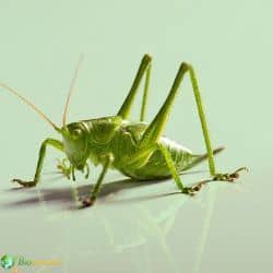 Insect Orders | 28 Different Types of Insects | BioExplorer