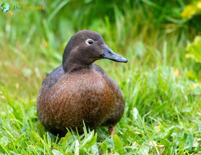 Top 34 Flightless Birds of All Times You Need To Know!