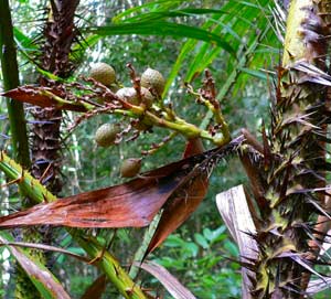 Top 20 Amazon Rainforest Plants & Flowers | Biology Explorer