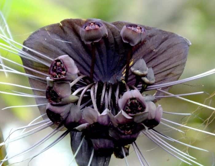 21 Black Flowers For Your Garden | Black Blooms | BioExplorer