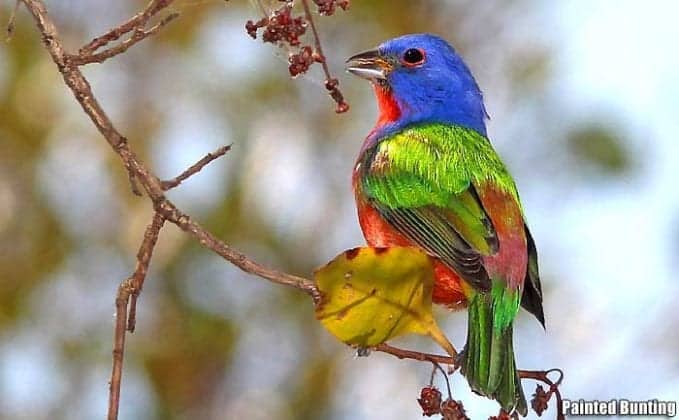 Colorful Birds | 35 Most Beautiful Birds | Pretty Birds of All Times