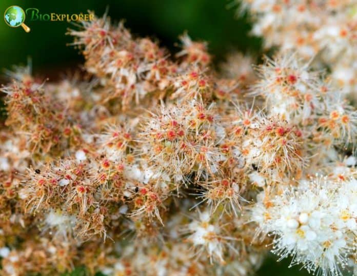 Astilbe Flowers | Astilbe Varieties | Astilbe Propagations | BioExplorer