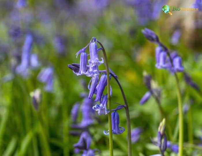 Bluebell Flower | Hyacinthoides non-scripta | Fun Facts