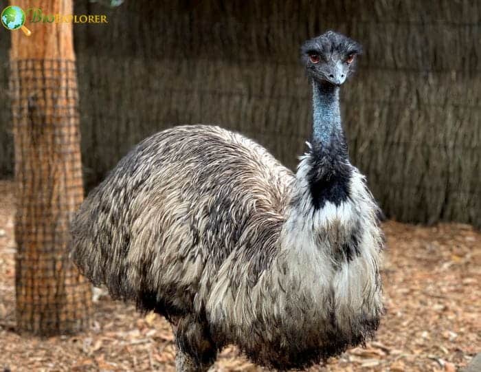 Top 34 Flightless Birds of All Times You Need To Know!